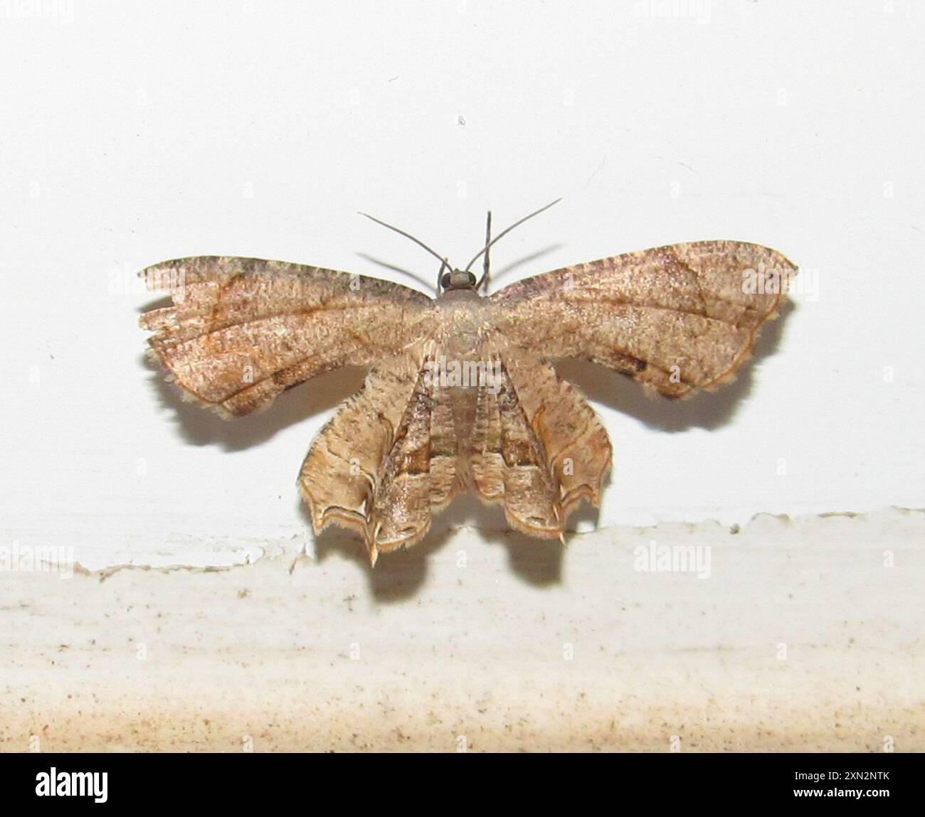 Epiplema hi-res stock photography and images - Alamy
