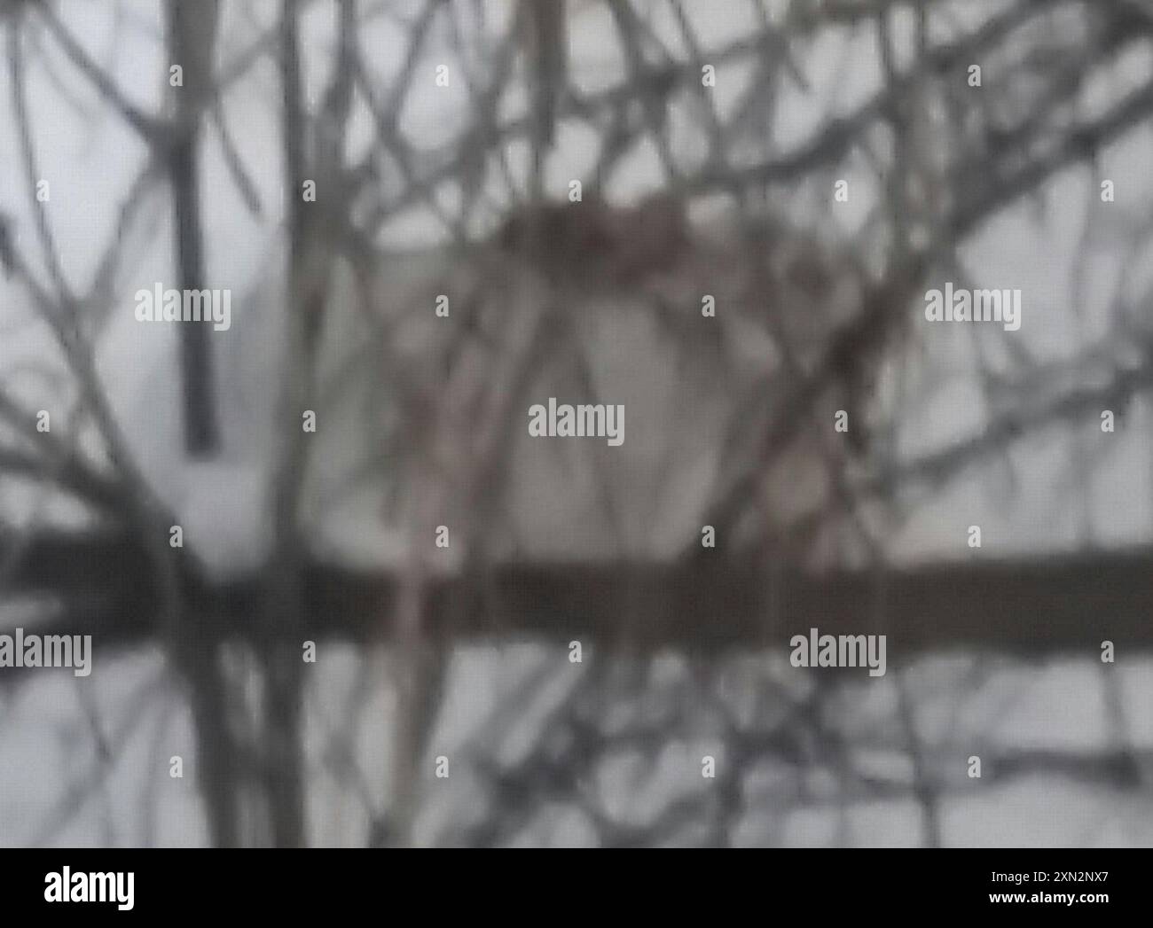 Lagomorphs (Lagomorpha) Mammalia Stock Photo - Alamy