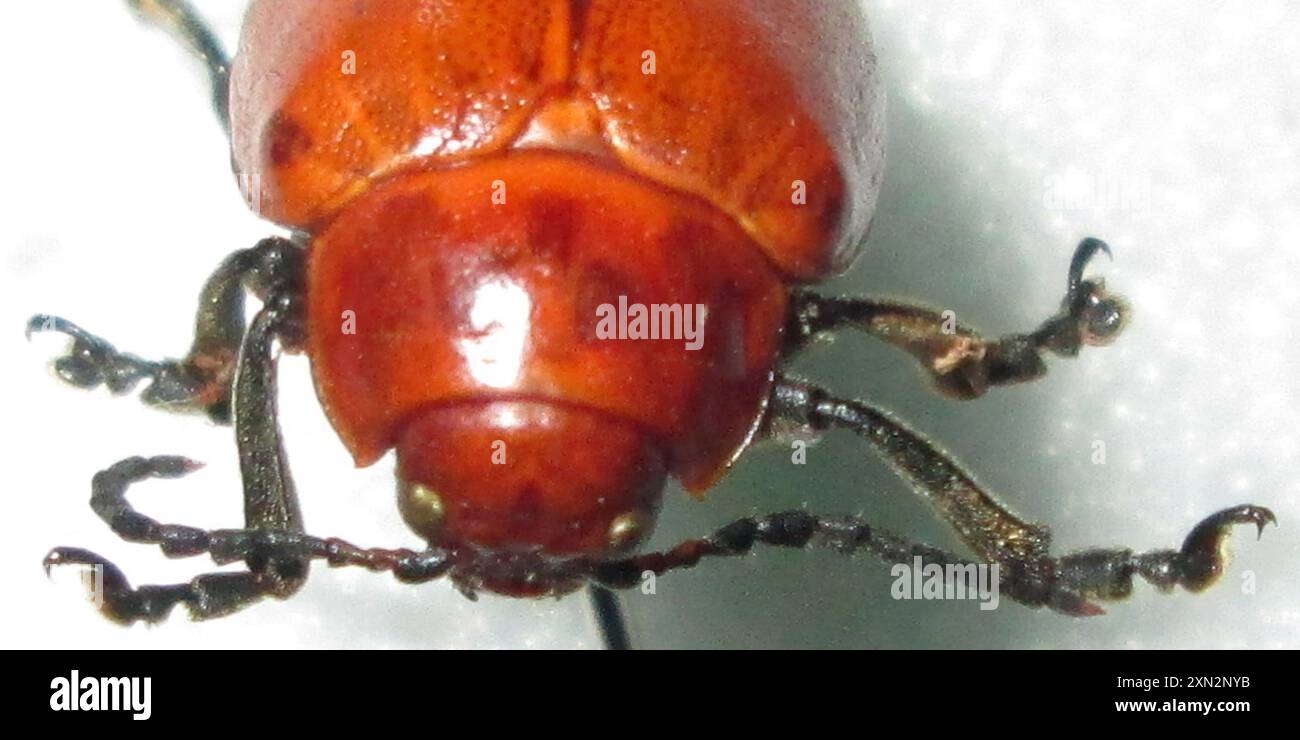 (Diamphidia femoralis) Insecta Stock Photo - Alamy