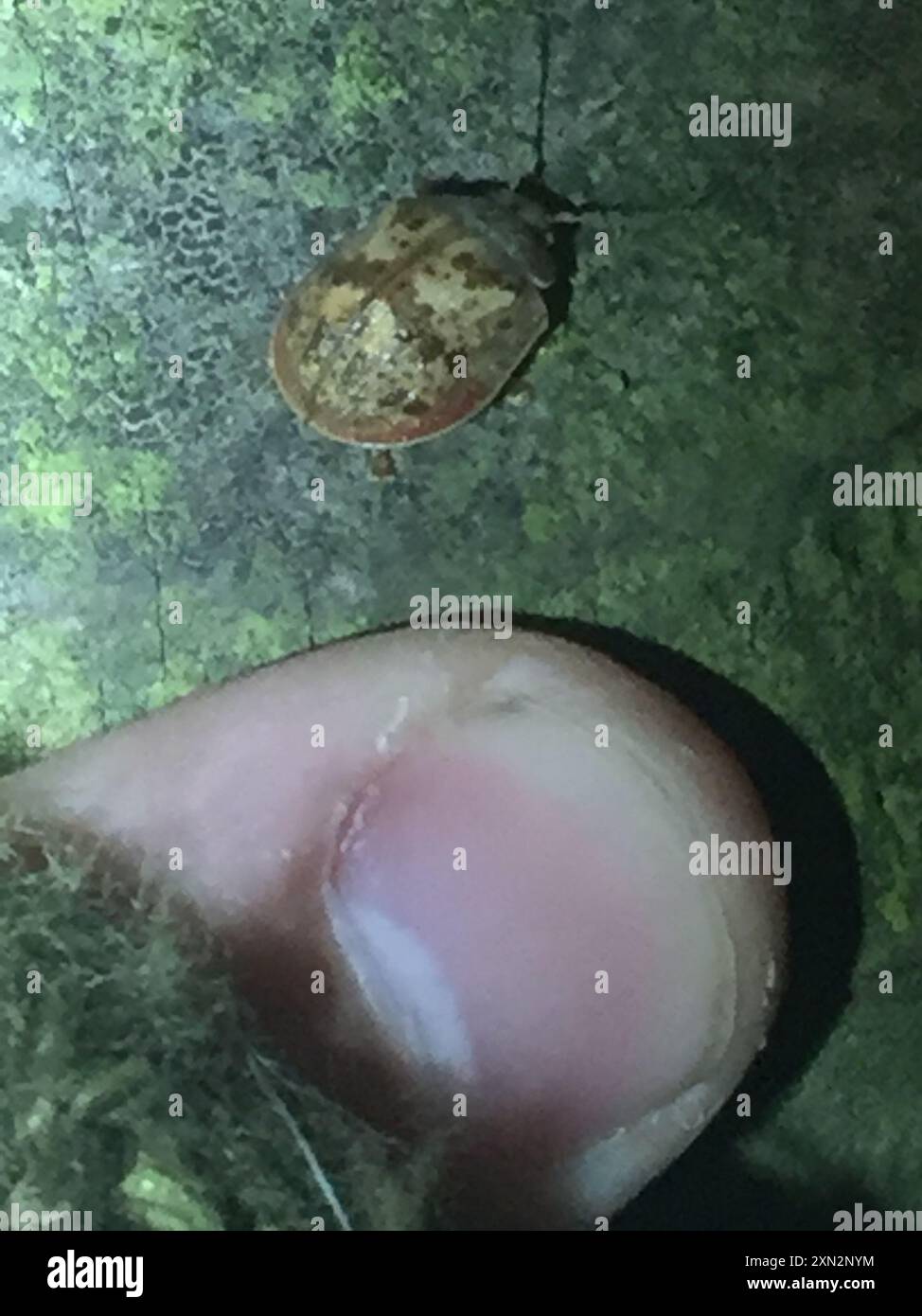 Eucalyptus Tortoise Beetle (Paropsis charybdis) Insecta Stock Photo - Alamy