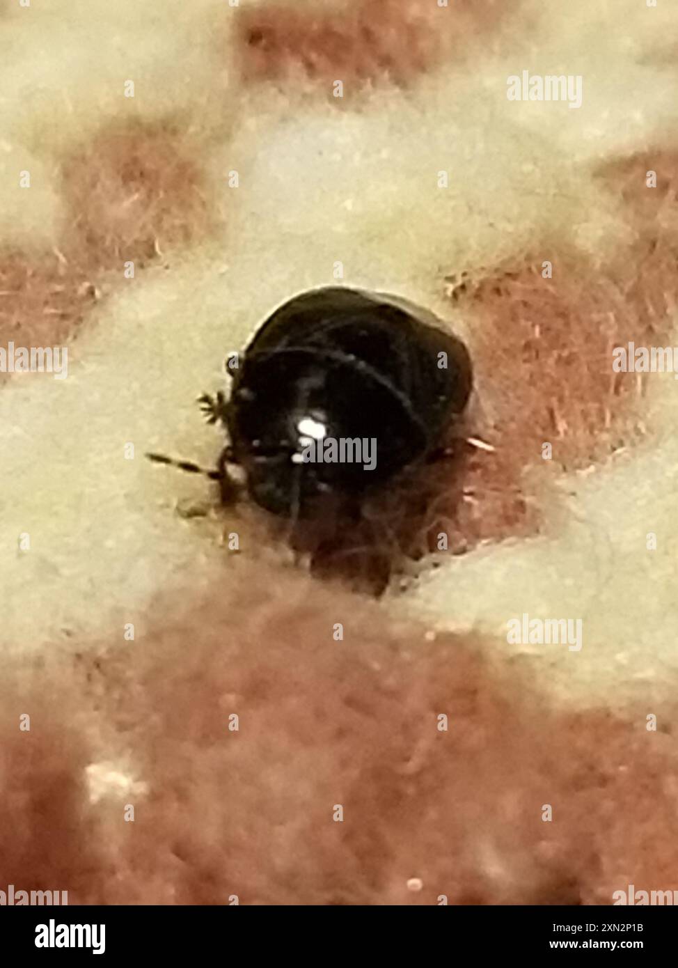 Two-lined Burrowing Bug (Pangaeus bilineatus) Insecta Stock Photo - Alamy