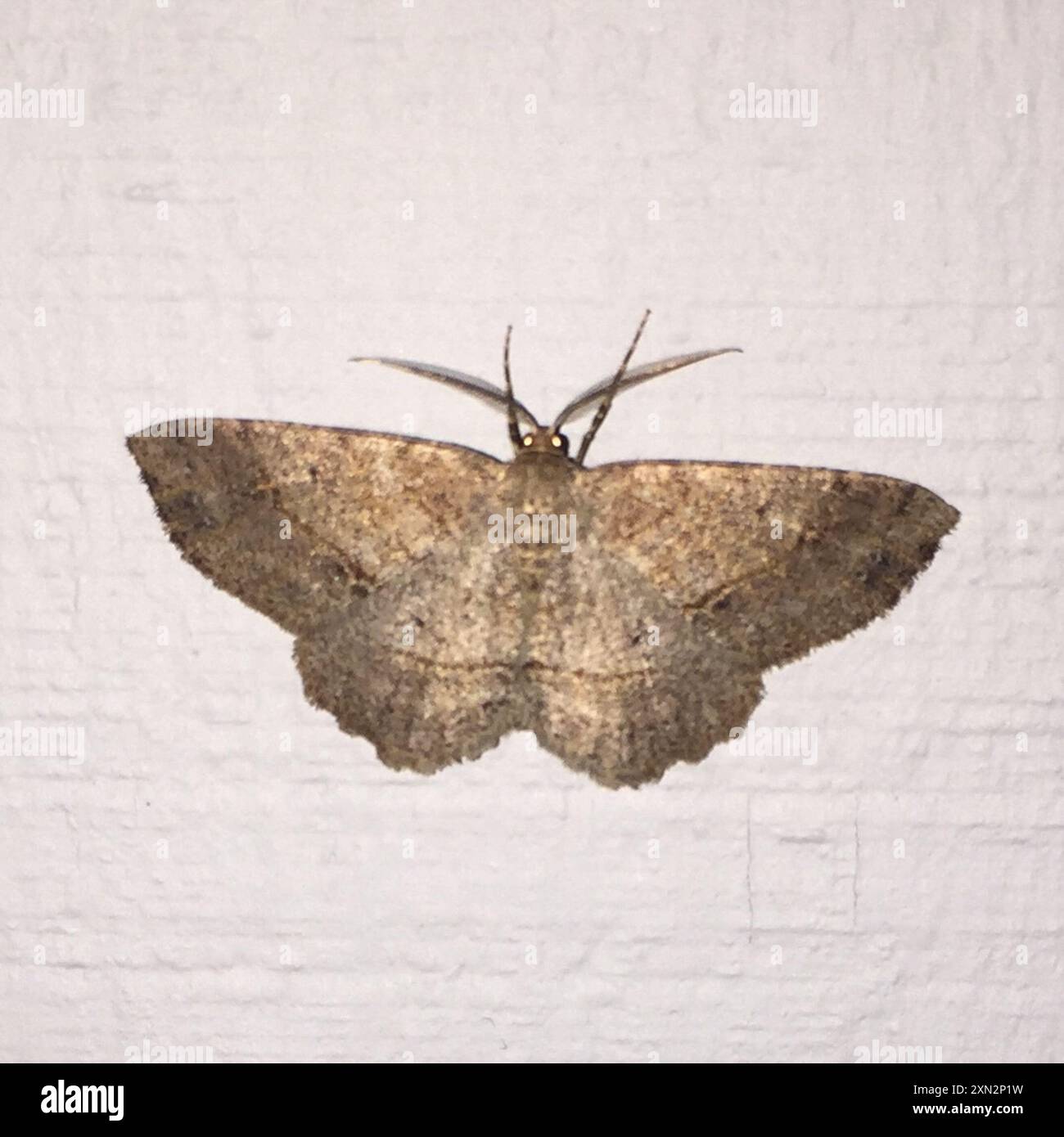 Geometer Moths (Geometridae) Insecta Stock Photo - Alamy