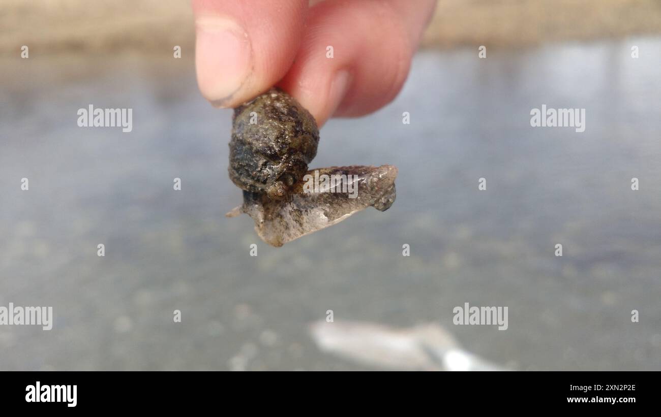Eastern Mudsnail (Ilyanassa obsoleta) Mollusca Stock Photo - Alamy