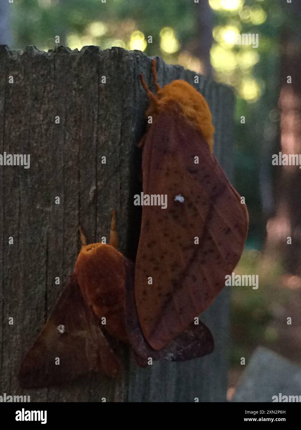 Orange-tipped Oakworm Moth (Anisota senatoria) Insecta Stock Photo - Alamy