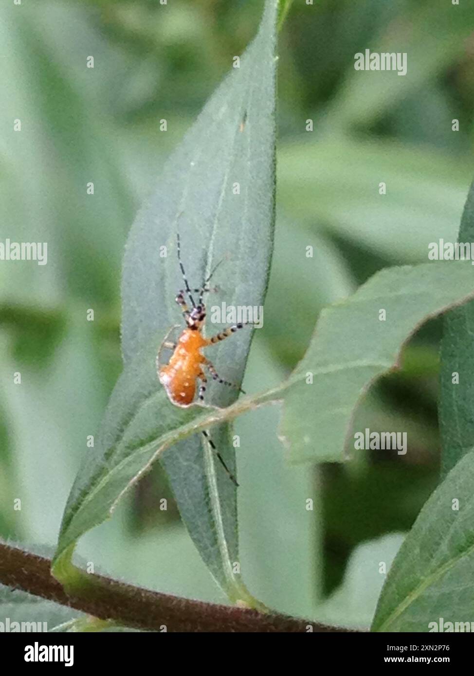 Orange Assassin Bug (Pselliopus barberi) Insecta Stock Photo - Alamy