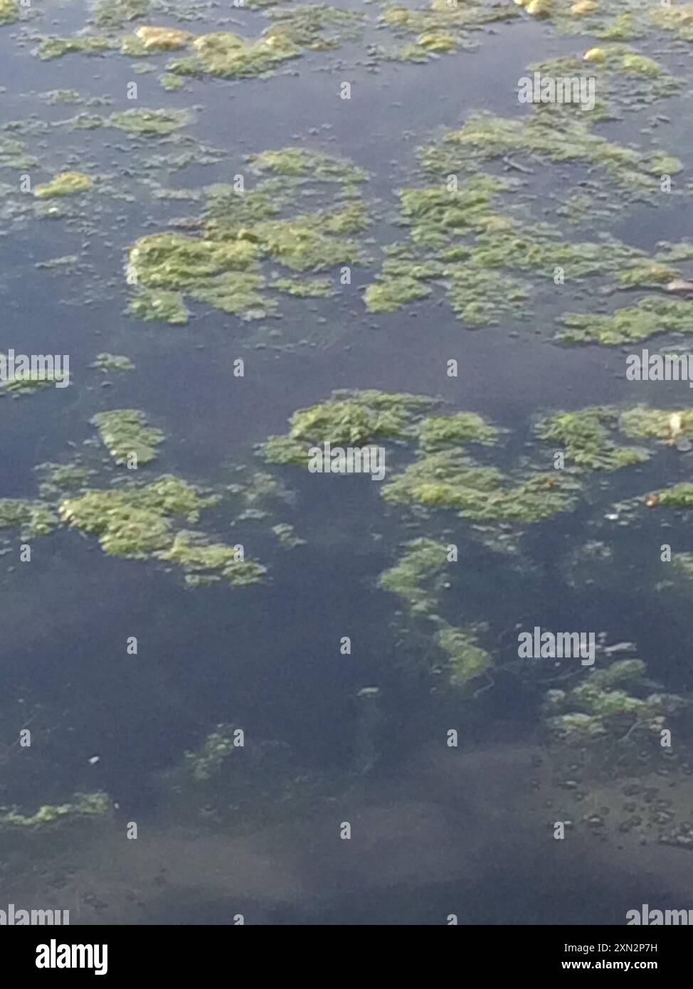 green algae (Chlorophyta) Plantae Stock Photo - Alamy