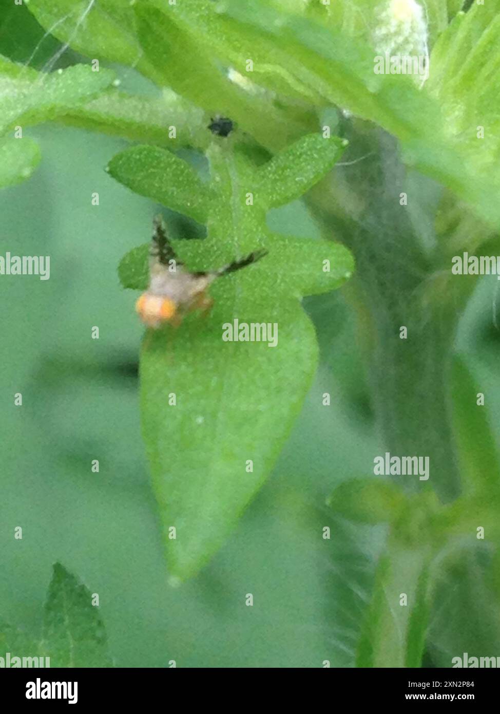 Common Ragweed Fruit Fly (Euaresta bella) Insecta Stock Photo - Alamy