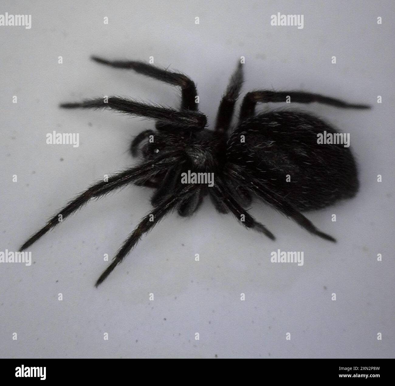 Black House Spider (Badumna insignis) Arachnida Stock Photo - Alamy
