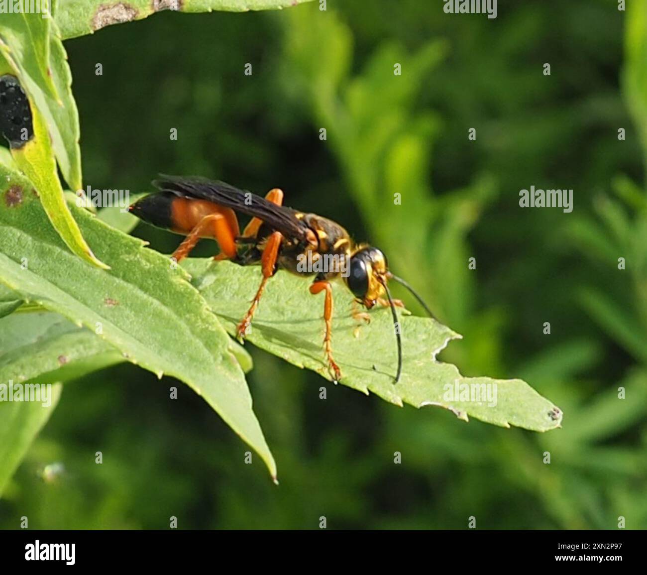 Great Golden Digger Wasp (Sphex ichneumoneus) Insecta Stock Photo - Alamy