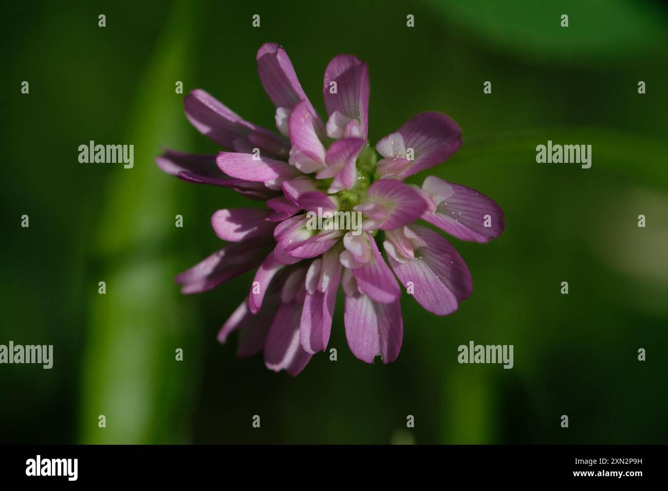 Reversed clover (Trifolium resupinatum) Plantae Stock Photo - Alamy