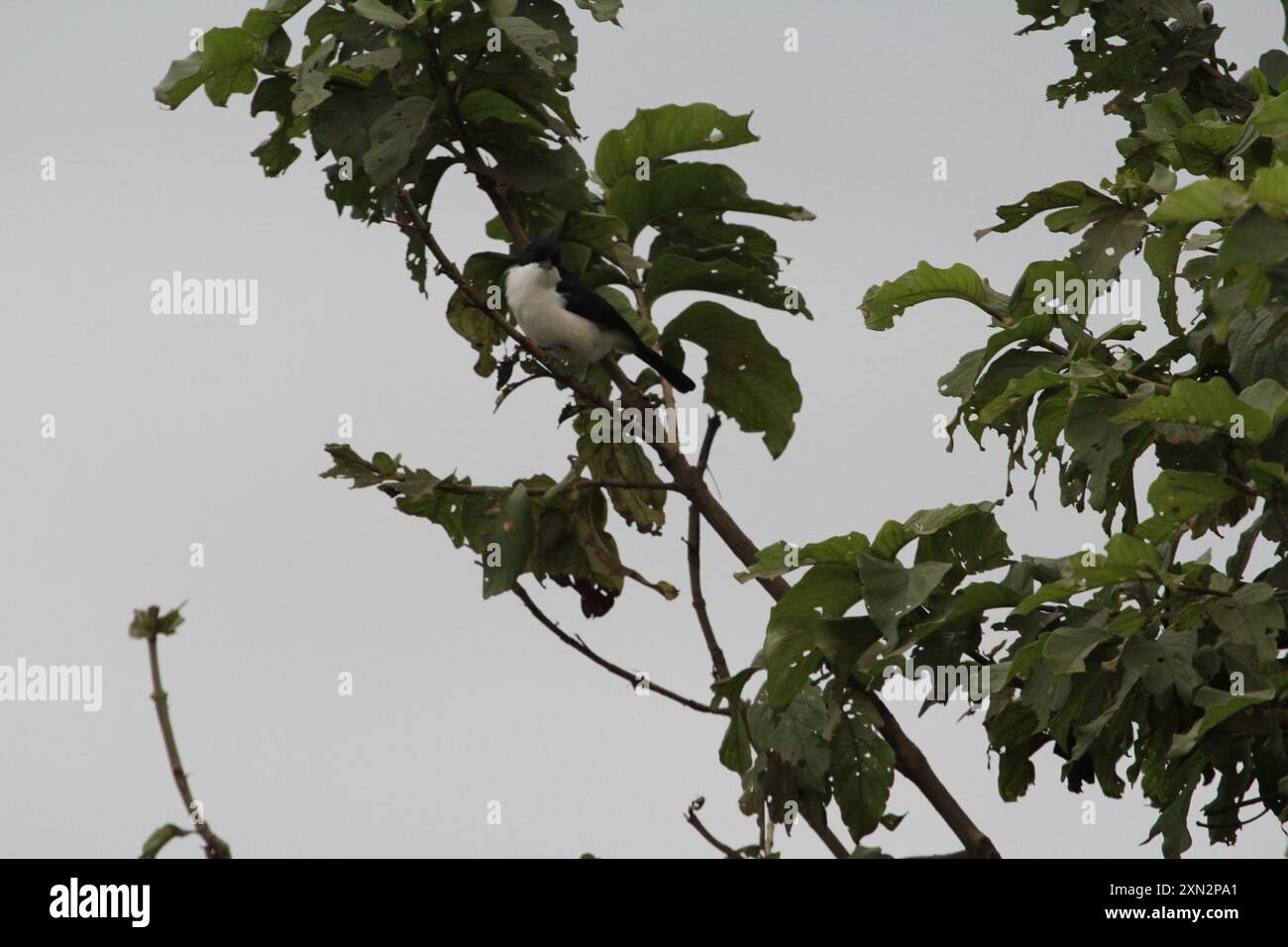 Boubou tropical hi-res stock photography and images - Alamy