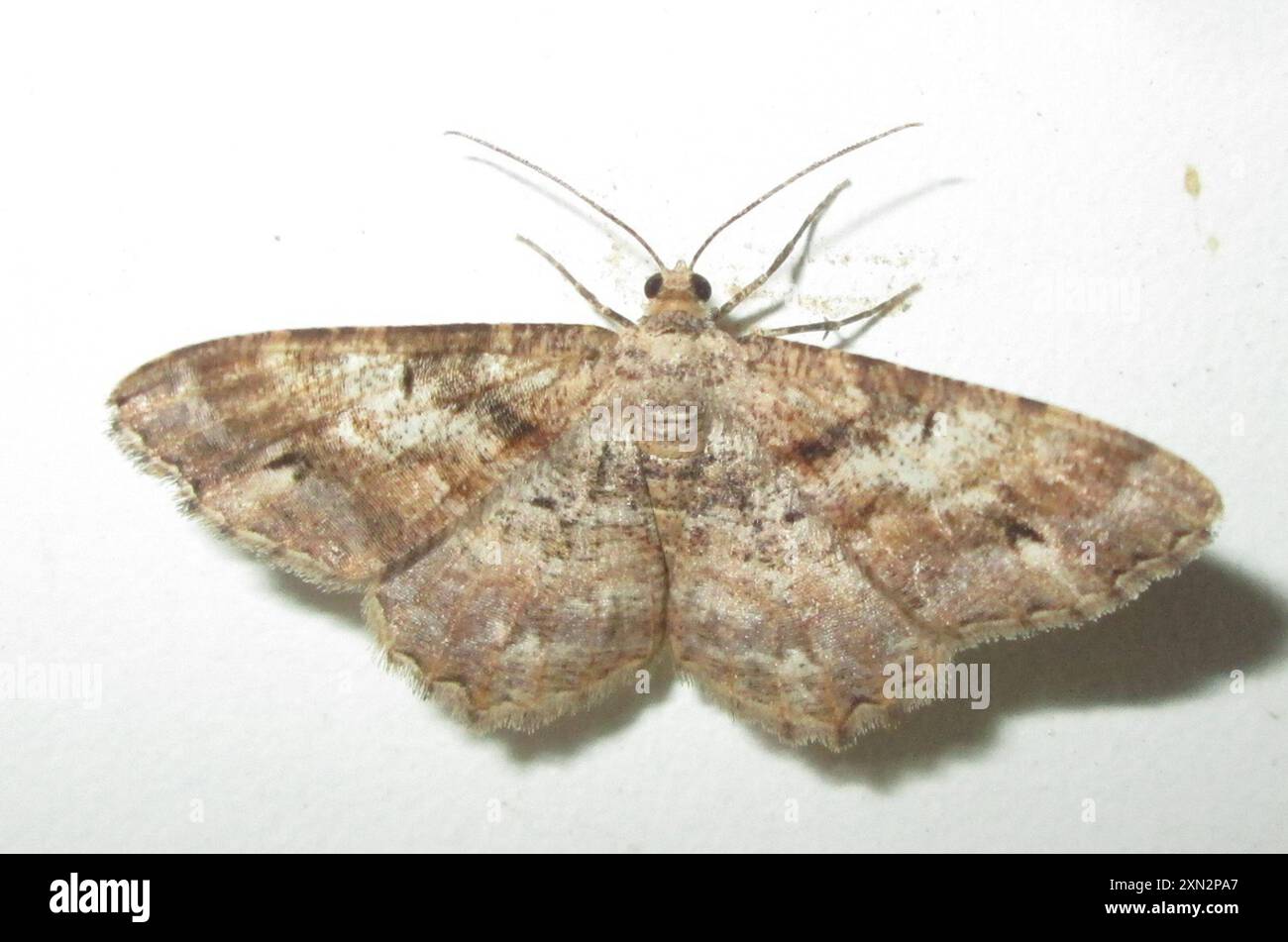 Geometer Moths (Geometridae) Insecta Stock Photo - Alamy
