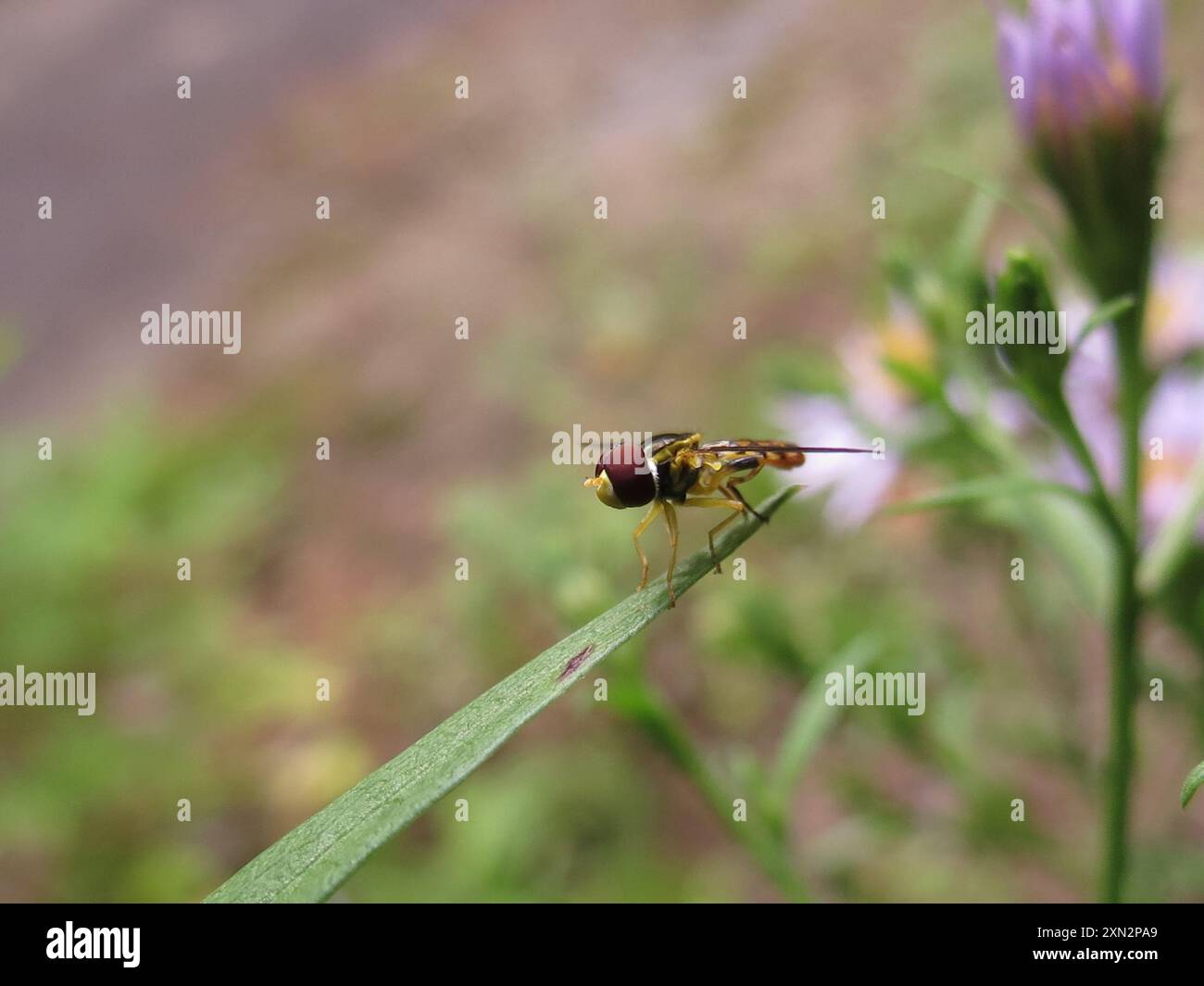 Eastern Calligrapher (Toxomerus geminatus) Insecta Stock Photo - Alamy