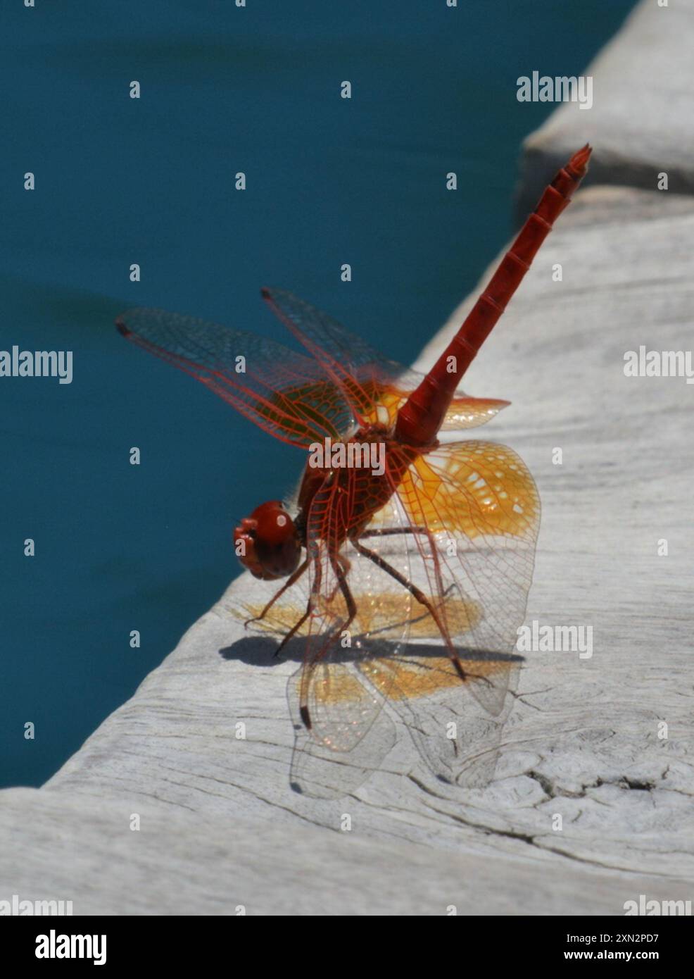 Orange-winged Dropwing (Trithemis kirbyi) Insecta Stock Photo - Alamy