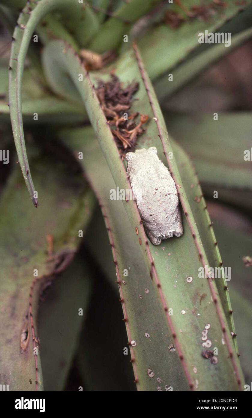 Grey Foam-nest Tree Frog (Chiromantis xerampelina) Amphibia Stock Photo - Alamy