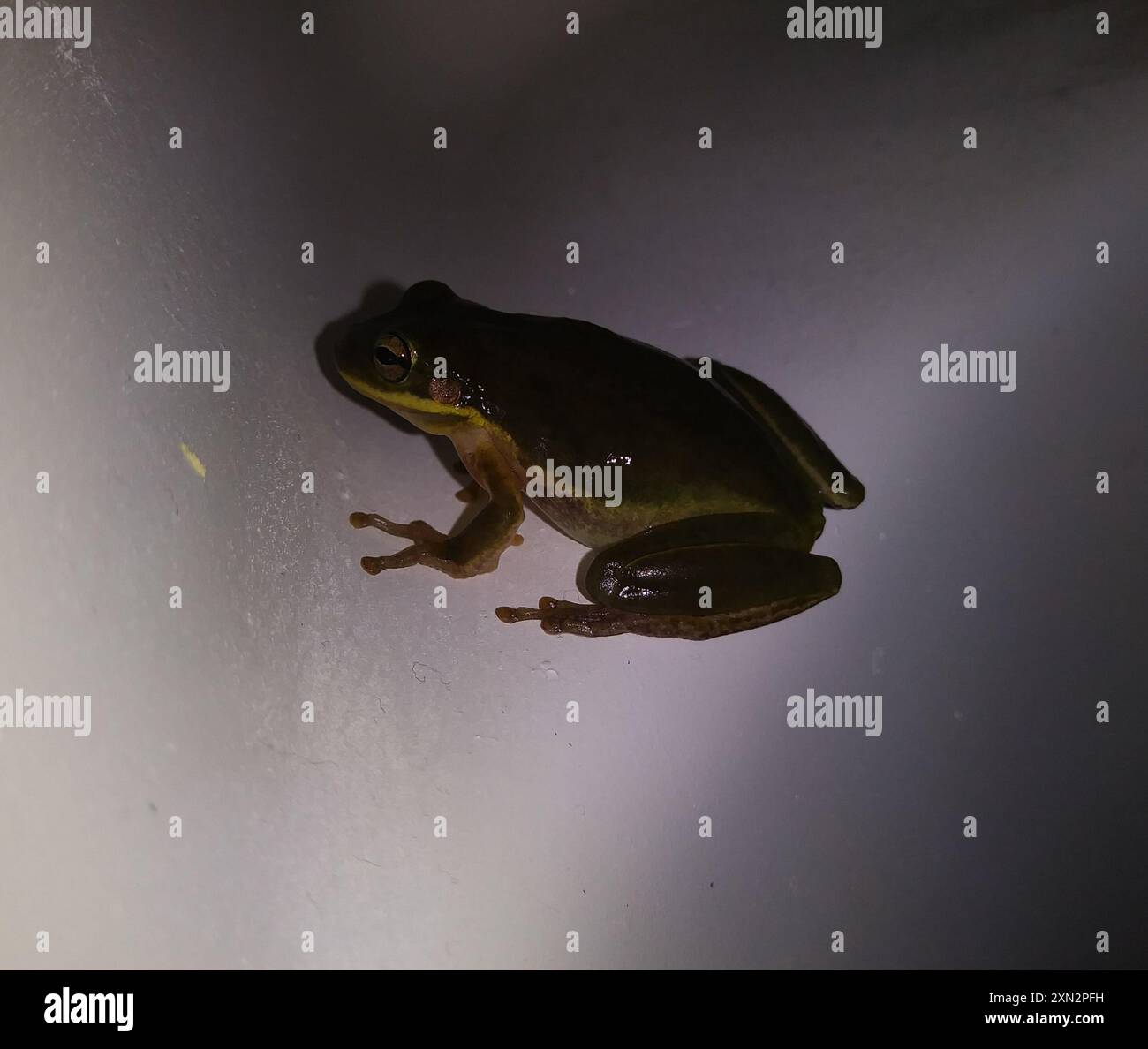 Squirrel Treefrog (Hyla squirella) Amphibia Stock Photo - Alamy