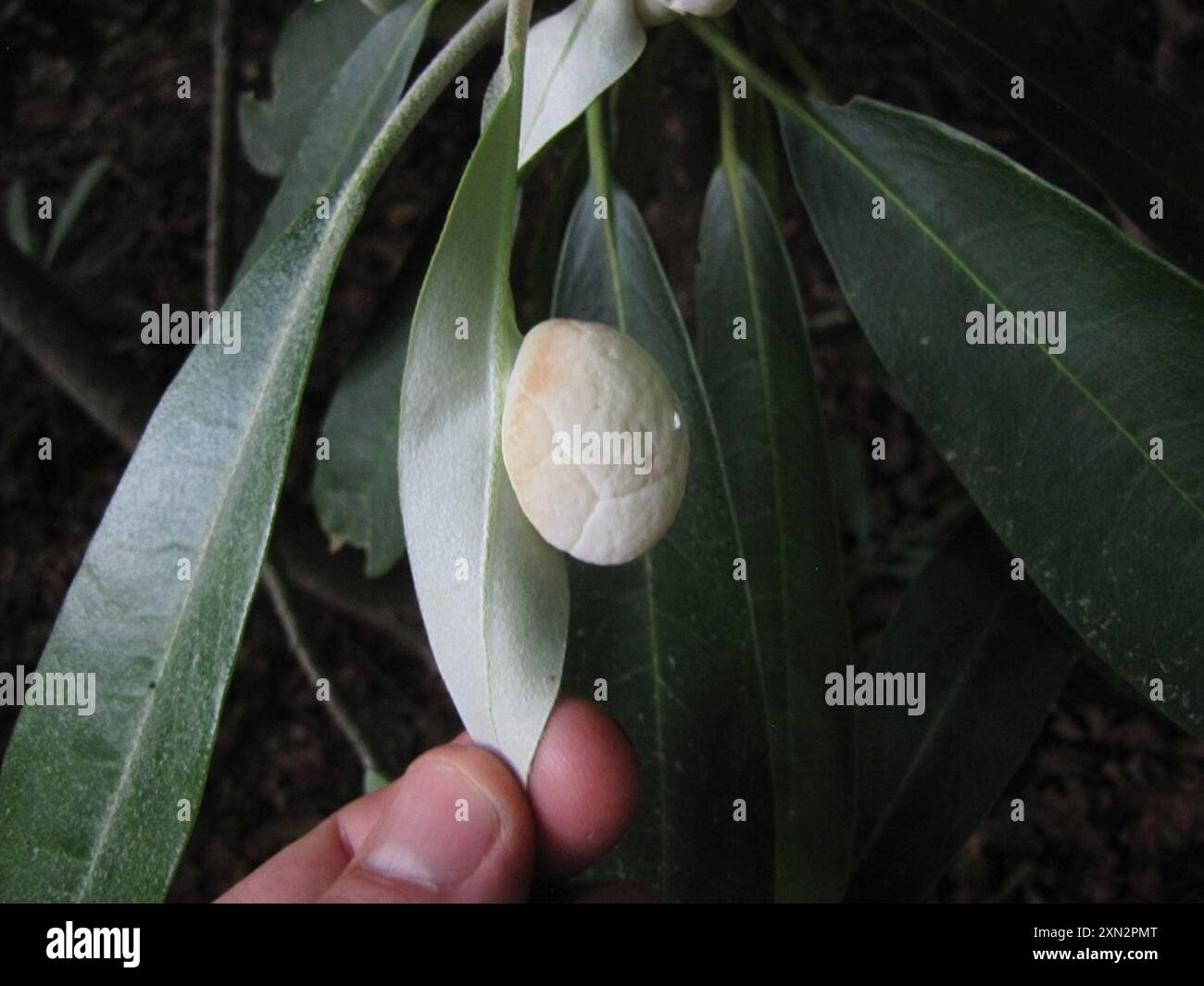 Rhododendron Leaf Gall (Exobasidium rhododendri) Fungi Stock Photo - Alamy