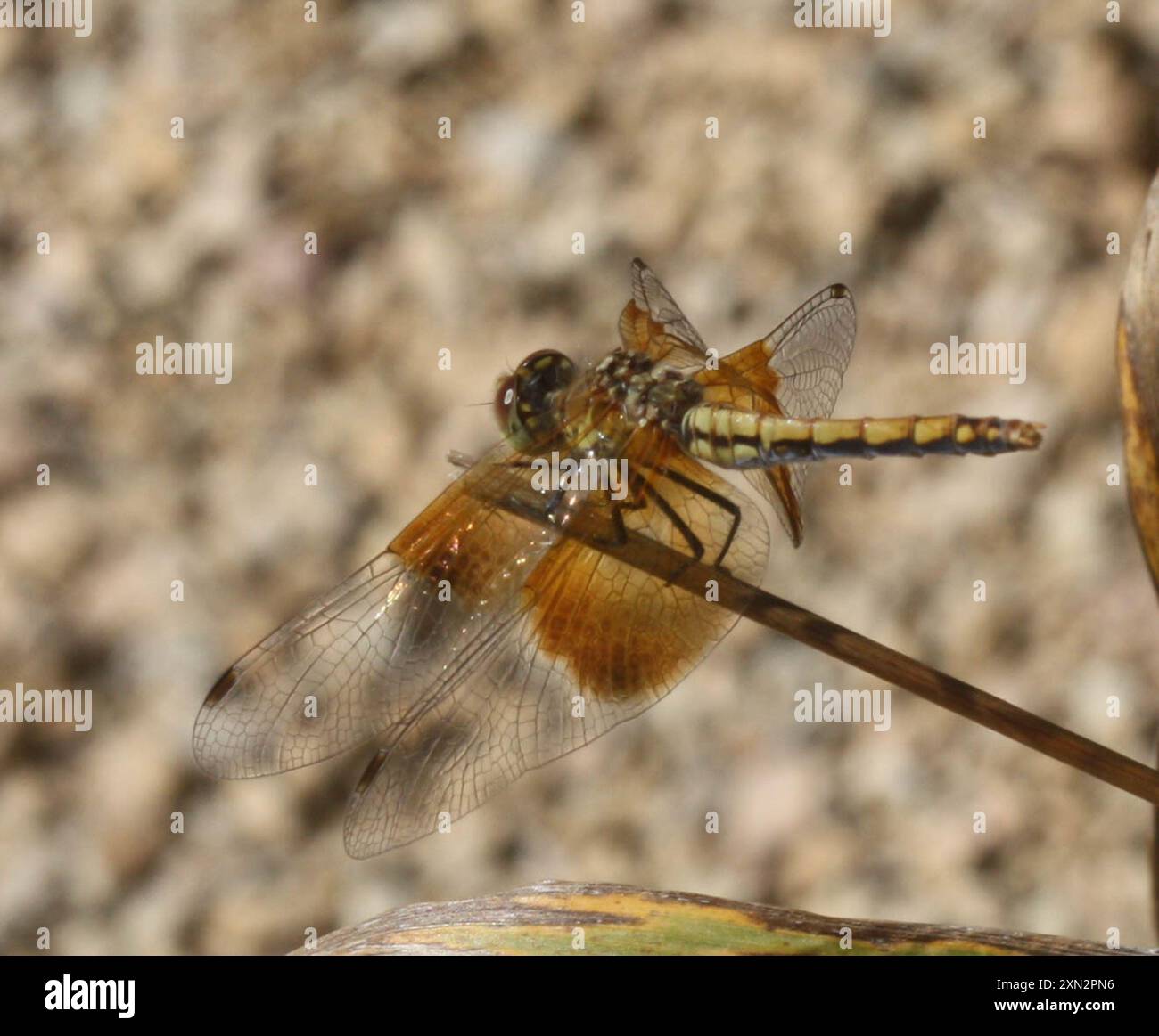 Band-winged Meadowhawk (Sympetrum semicinctum) Insecta Stock Photo - Alamy