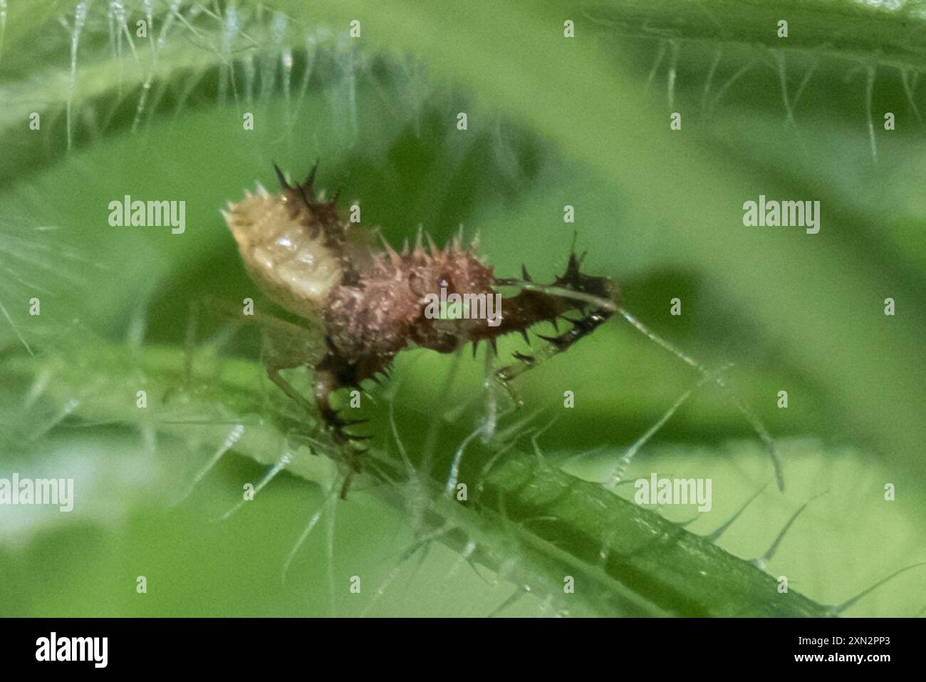 Spined Assassin Bug (Sinea diadema) Insecta Stock Photo - Alamy