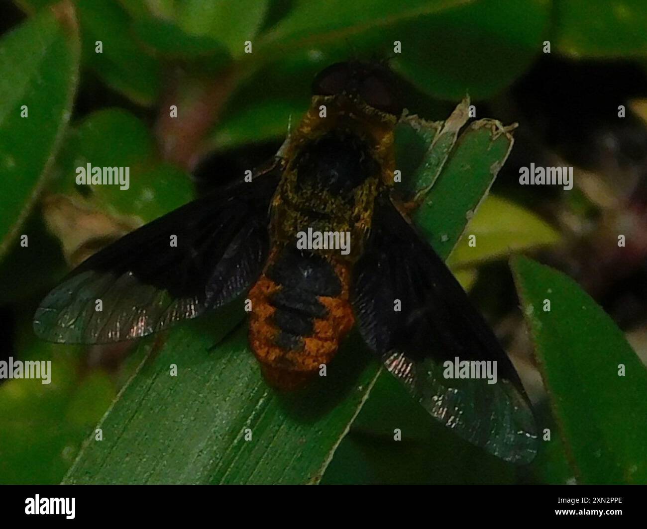 Chrysanthrax cypris hi-res stock photography and images - Alamy