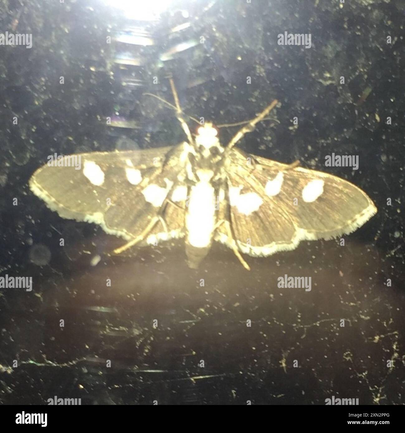 Grape Leaffolder Moth (Desmia funeralis) Insecta Stock Photo - Alamy