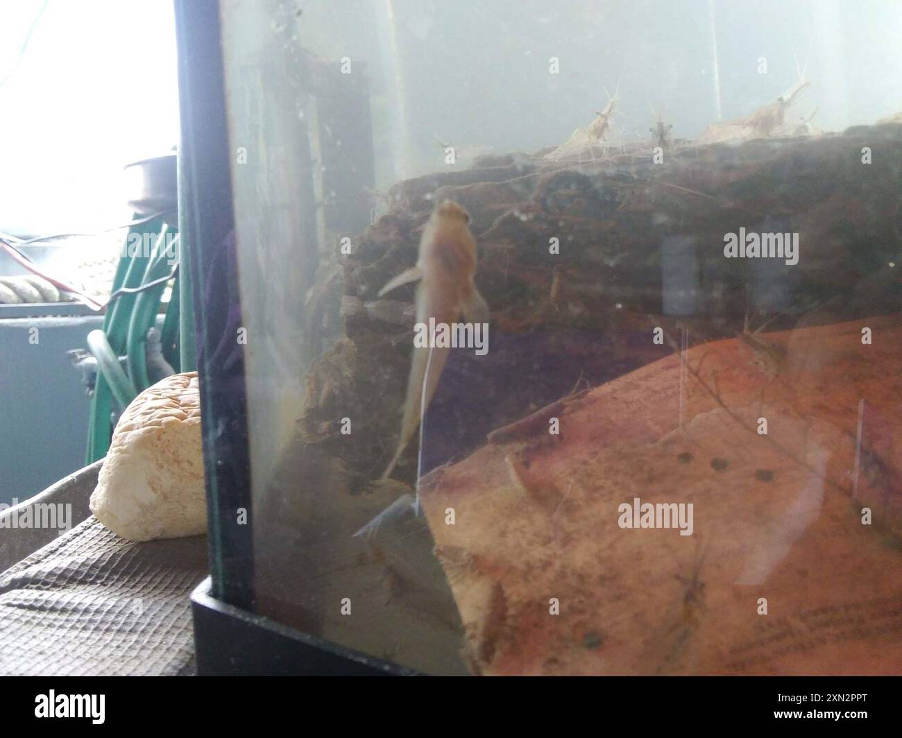 Ray-finned Fishes (Actinopterygii) Actinopterygii Stock Photo - Alamy