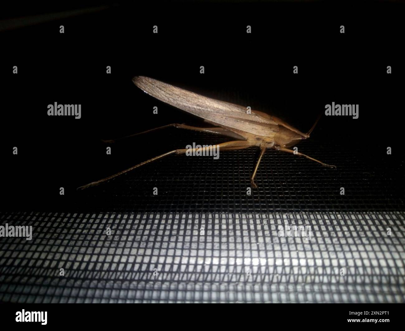 Common Coneheads (Neoconocephalus) Insecta Stock Photo - Alamy