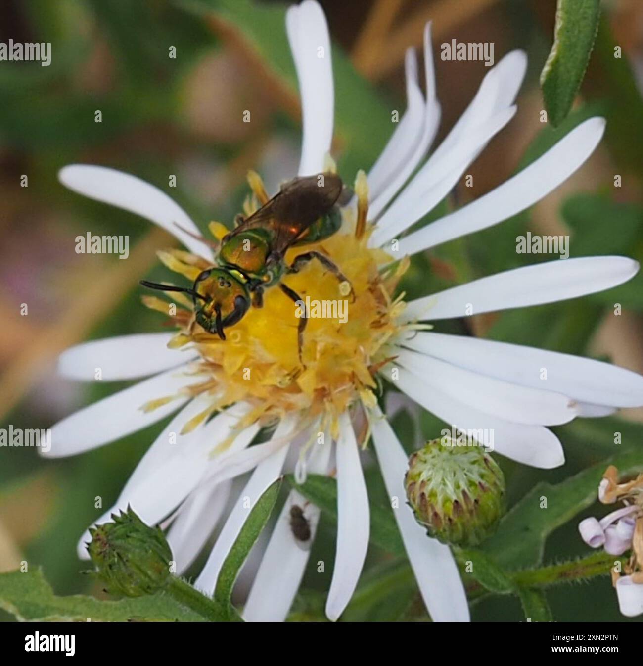 Augochlora pure hi-res stock photography and images - Alamy