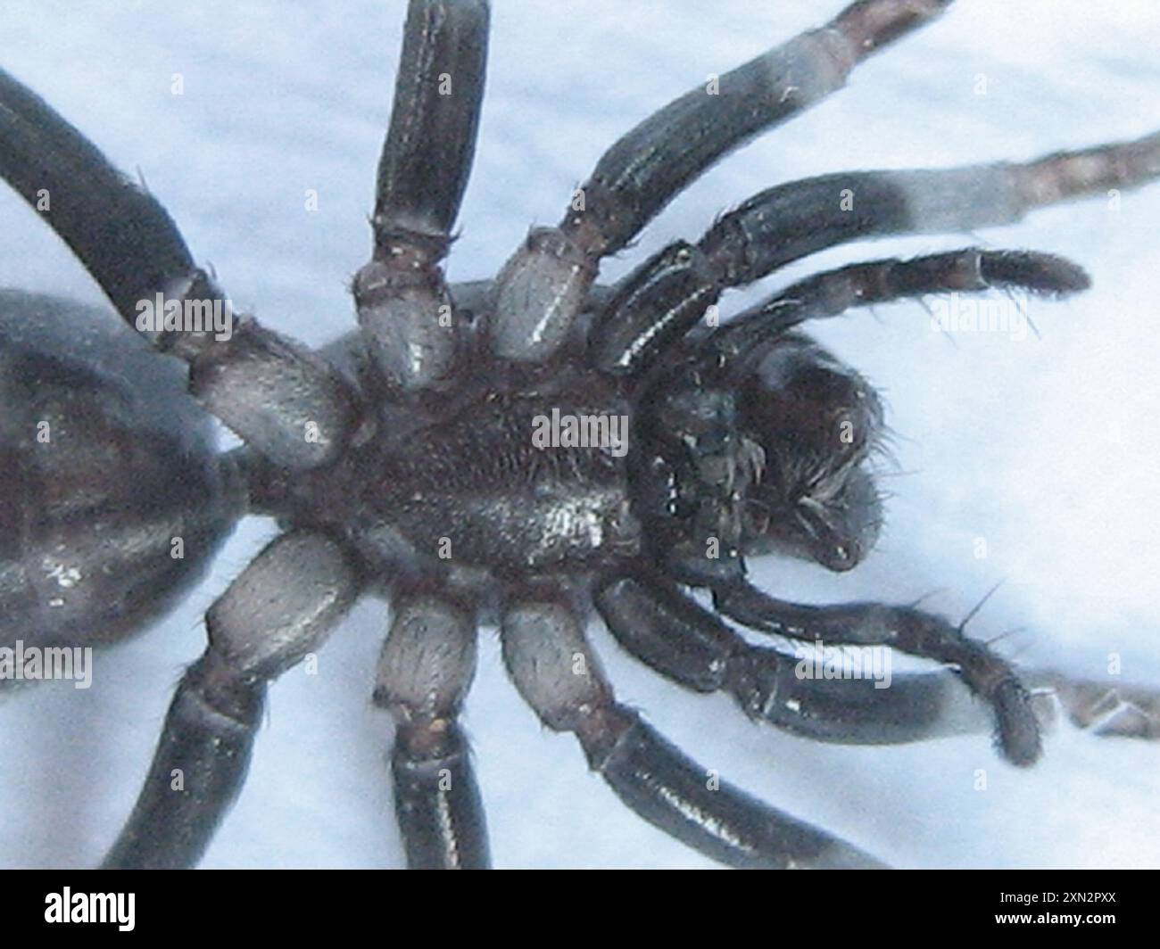 Ground and Ant-mimic Sac Spiders (Corinnidae) Arachnida Stock Photo - Alamy