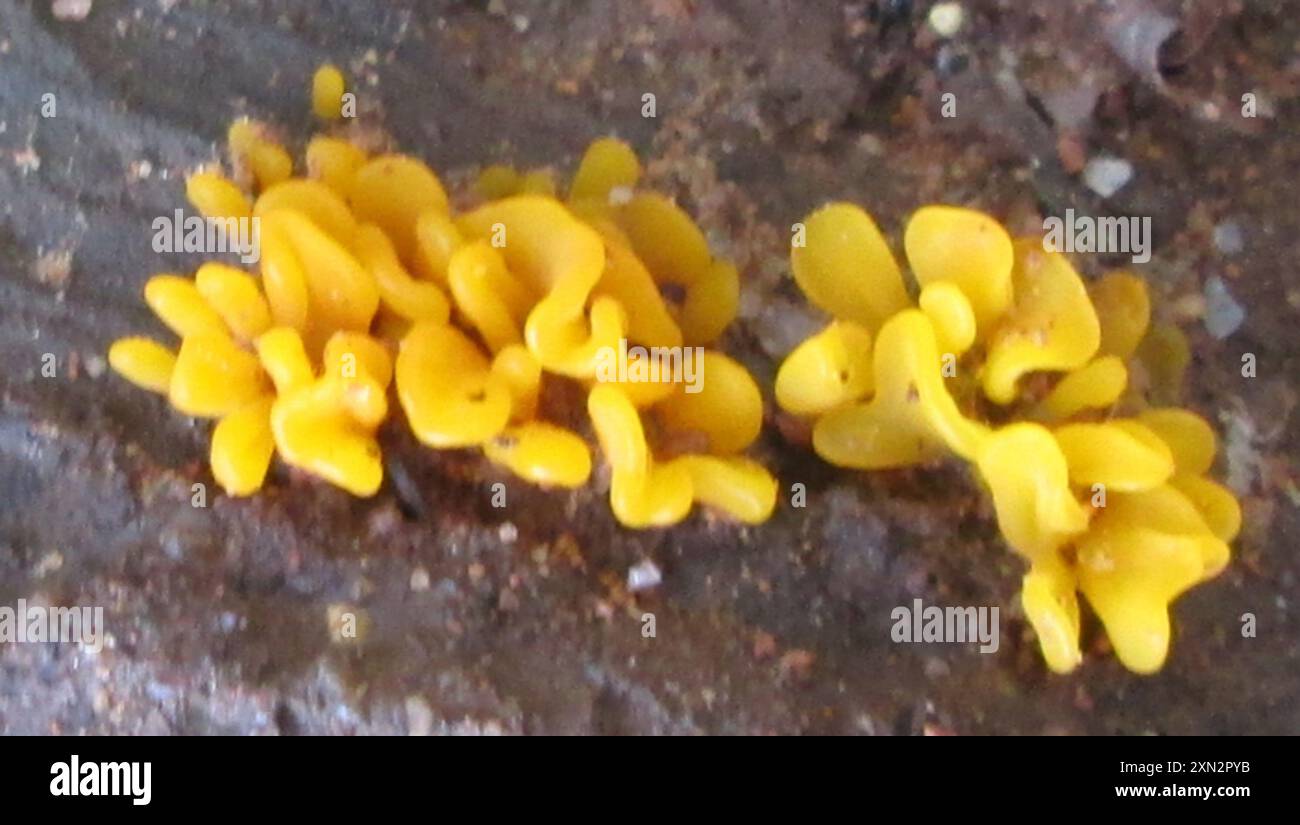 Fan shaped jelly fungi hi-res stock photography and images - Alamy