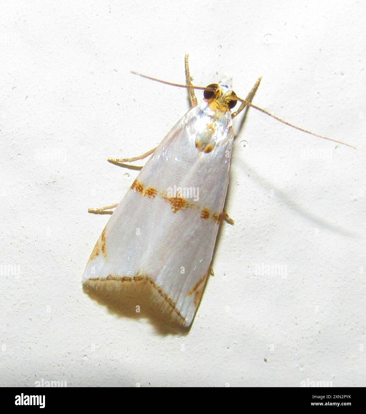 Argyria hi-res stock photography and images - Alamy