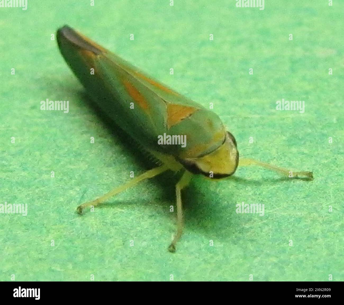 Rhododendron Leafhopper (Graphocephala fennahi) Insecta Stock Photo - Alamy