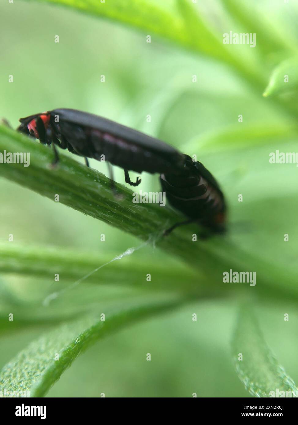 Fireflies (Lampyridae) Insecta Stock Photo - Alamy
