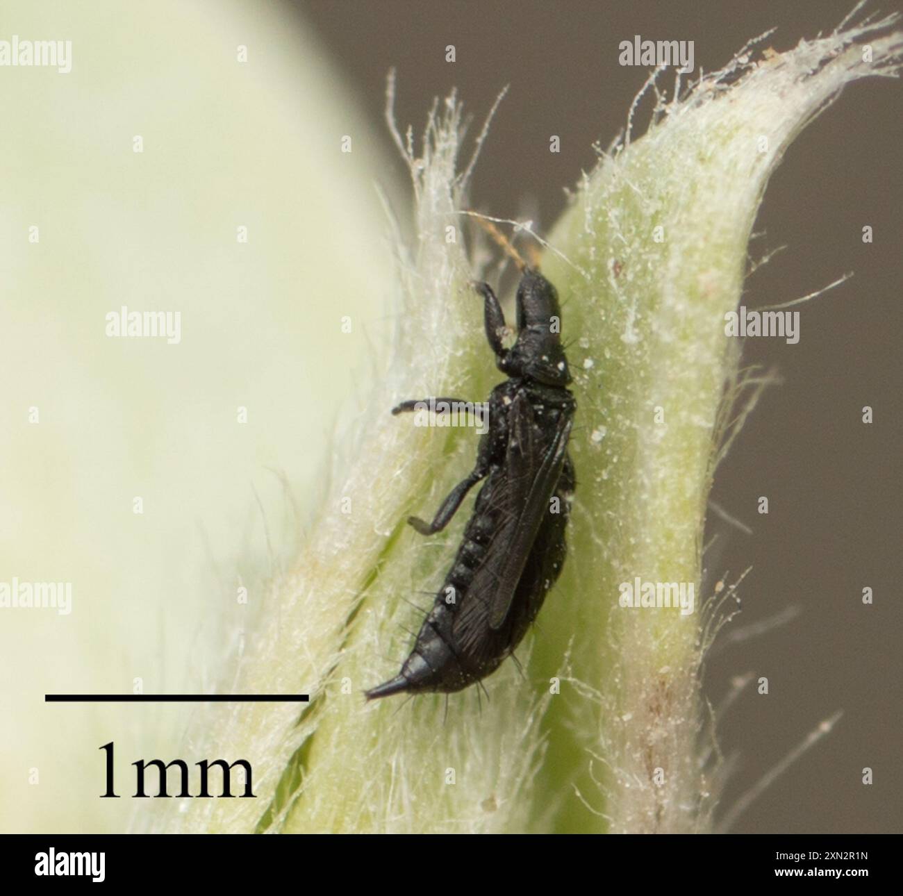 Thrips (Thysanoptera) Insecta Stock Photo - Alamy