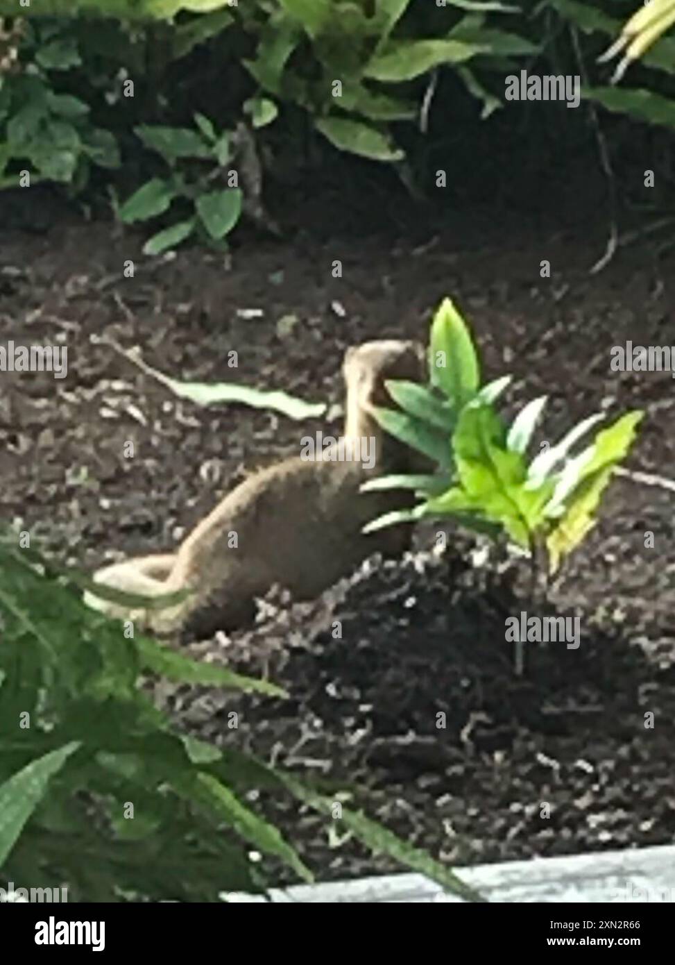 Small Indian Mongoose (Urva auropunctata) Mammalia Stock Photo - Alamy
