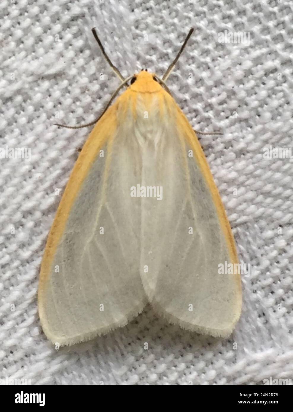 Delicate Cycnia Moth (Cycnia tenera) Insecta Stock Photo - Alamy