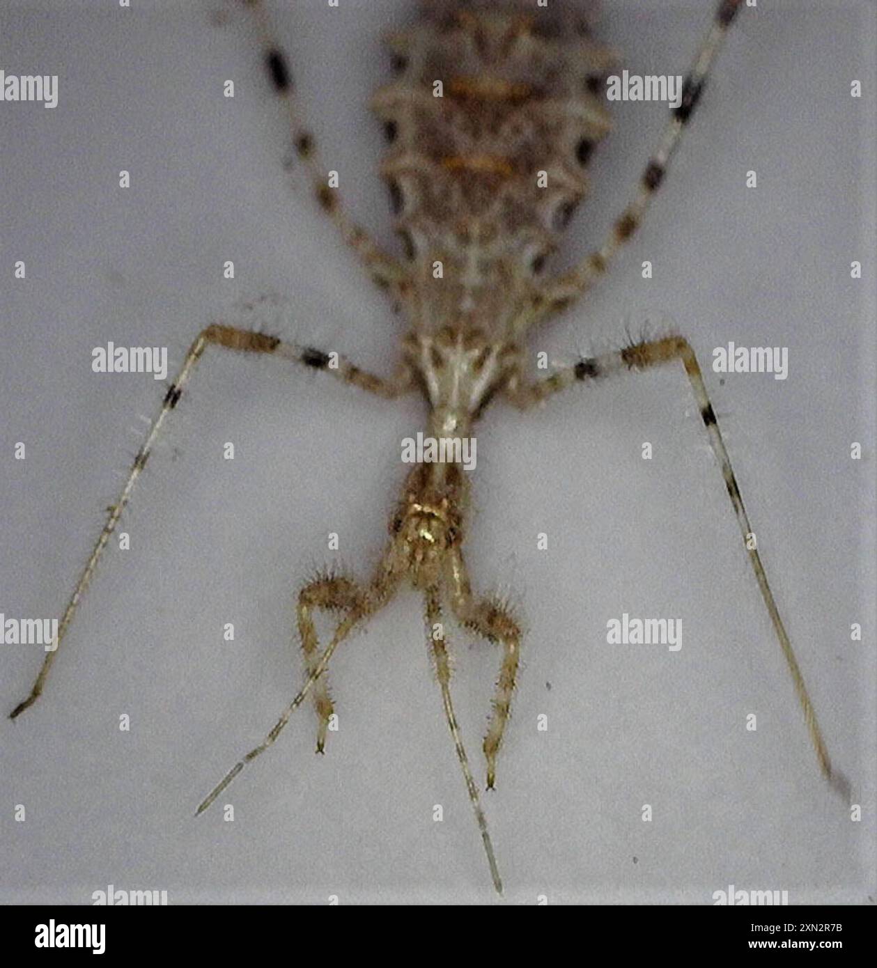 Spider Assassin Bugs (Stenolemus) Insecta Stock Photo - Alamy