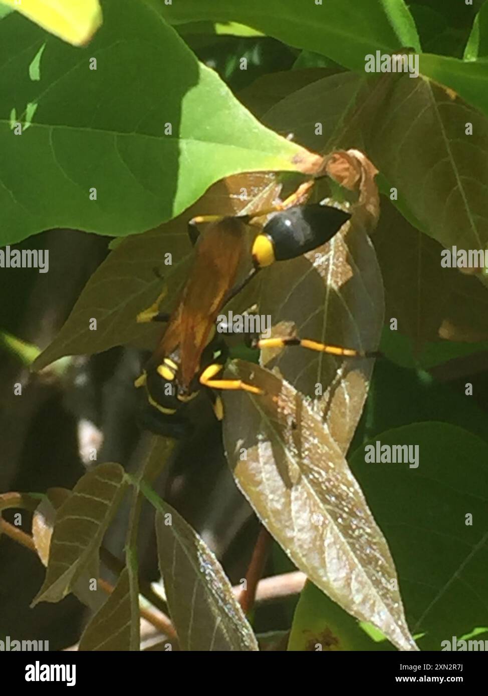 Yellow-legged Mud-dauber Wasp (Sceliphron caementarium) Insecta Stock ...