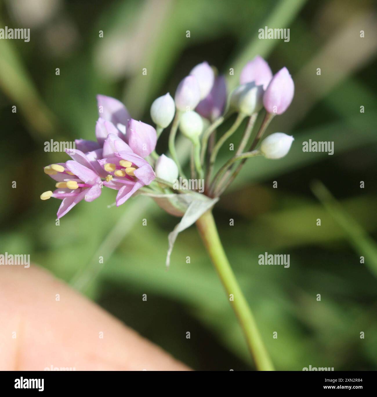 Prairie Onion (Allium stellatum) Plantae Stock Photo - Alamy
