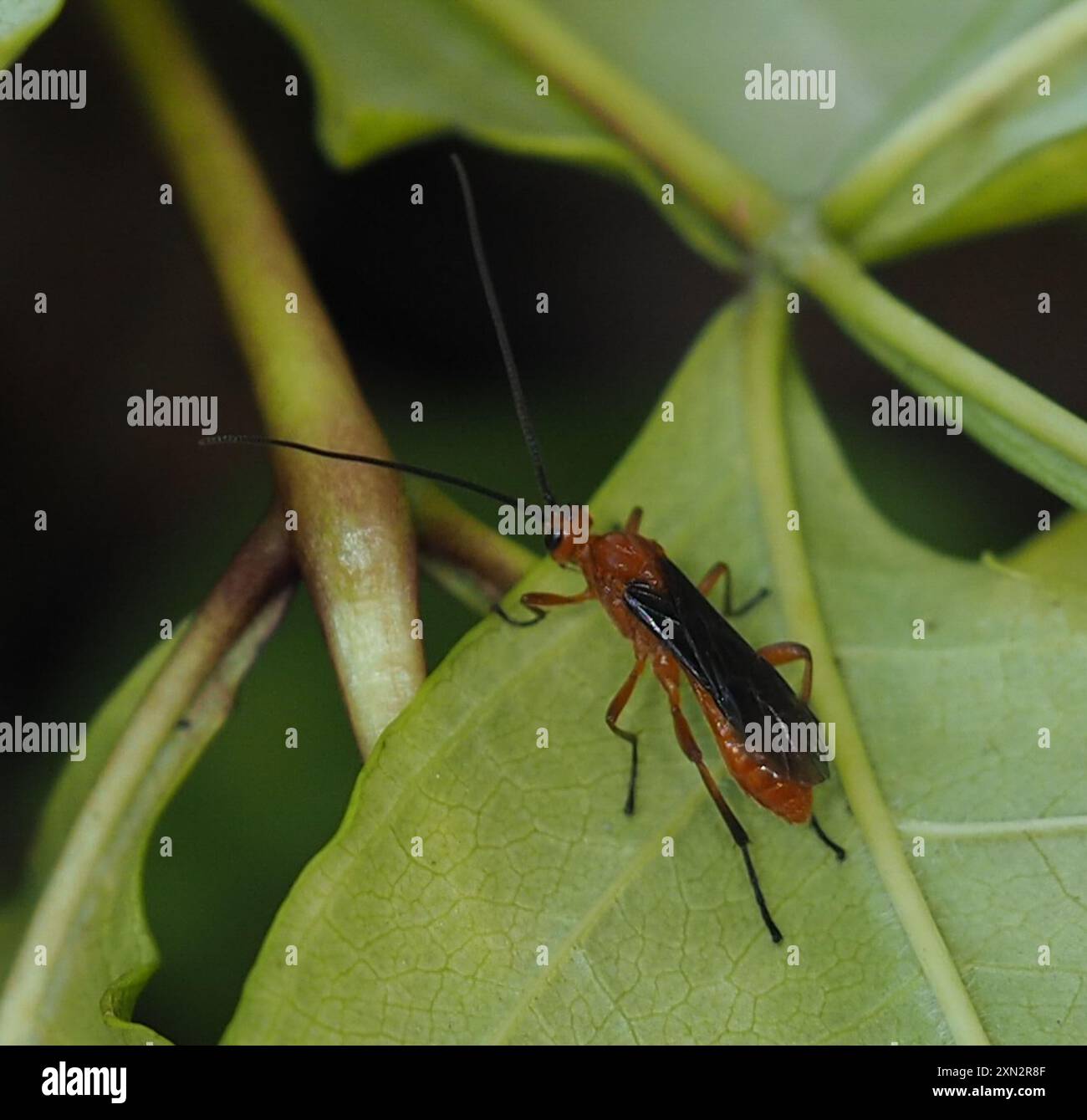 Smooth-headed Mummy Wasp (Aleiodes politiceps) Insecta Stock Photo - Alamy