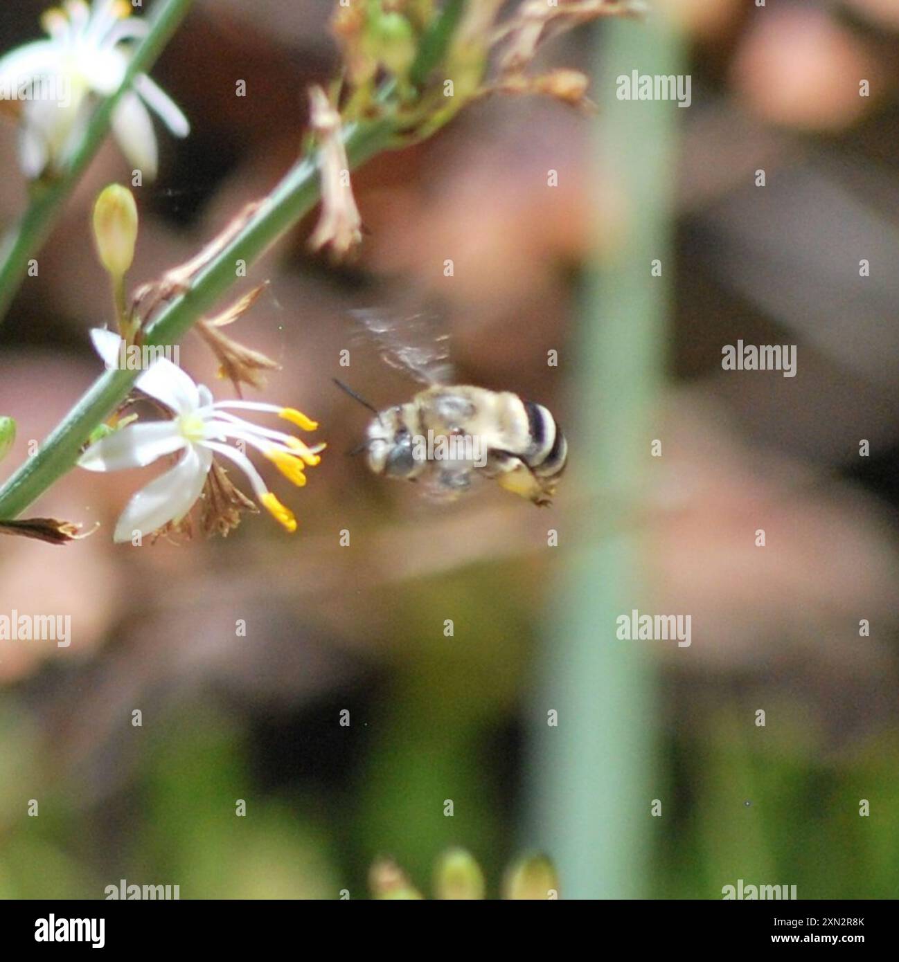Urbane digger bee hi-res stock photography and images - Alamy