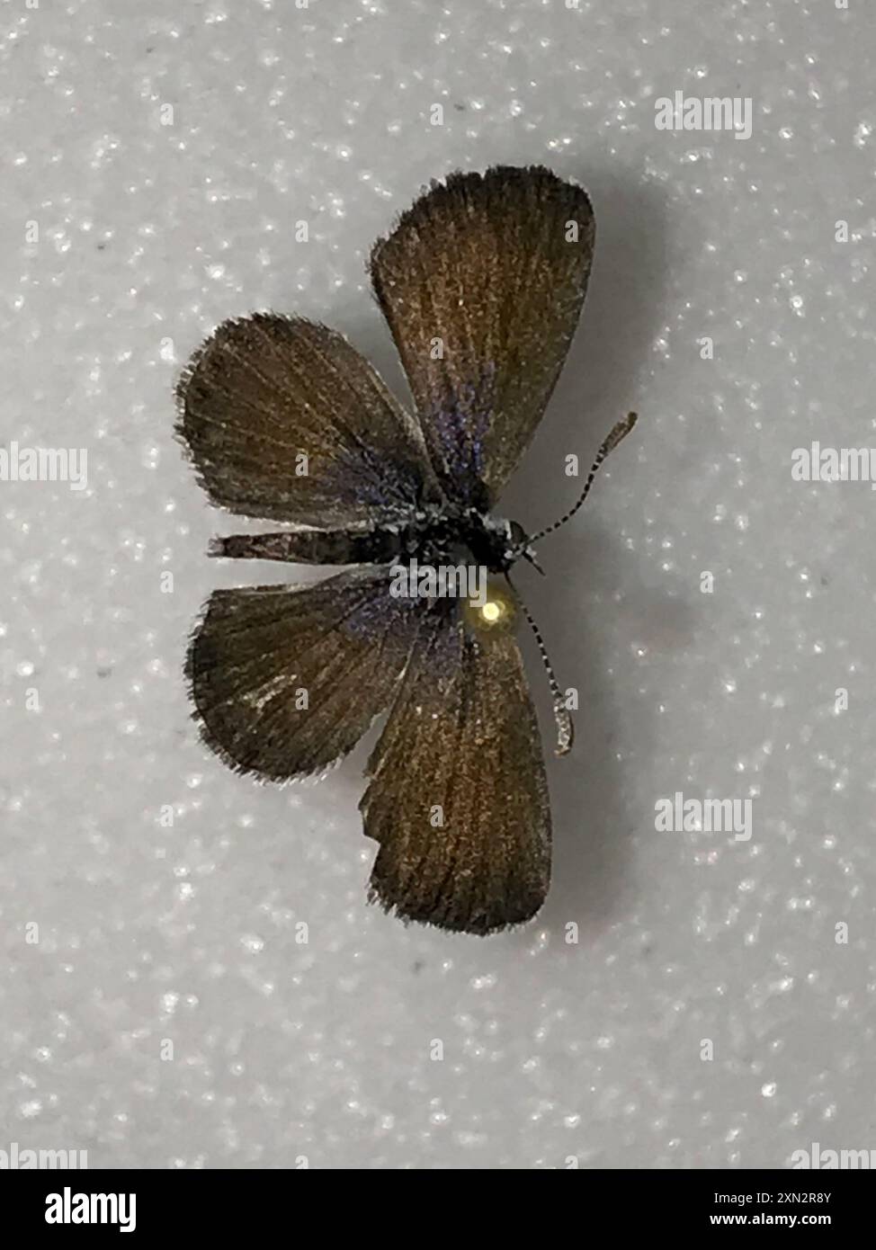 Brephidium hi-res stock photography and images - Alamy