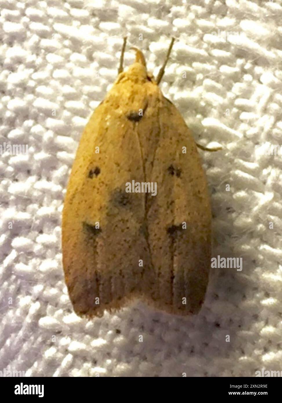 Gold-striped Leaftier Moth (Machimia tentoriferella) Insecta Stock ...