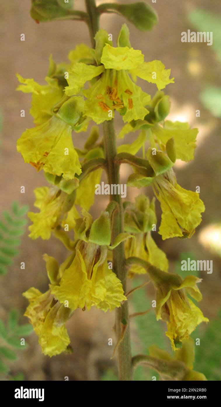Weeping wattle (Peltophorum africanum) Plantae Stock Photo - Alamy