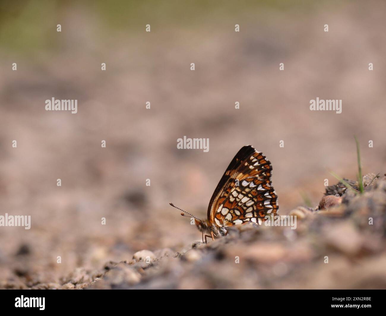 Chlosyne harrisii hi-res stock photography and images - Alamy