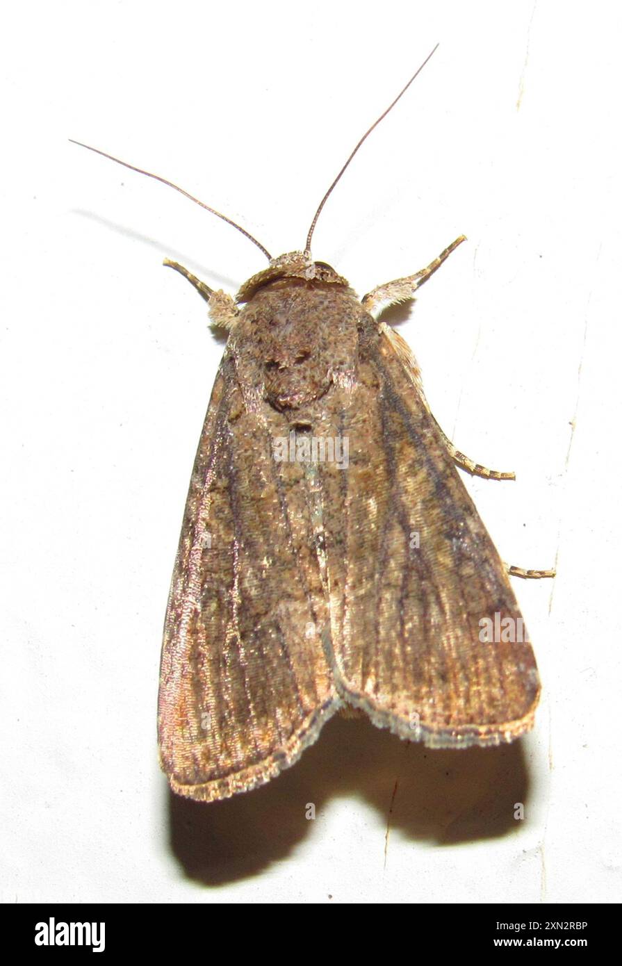 Armyworm Moths (Spodoptera) Insecta Stock Photo - Alamy