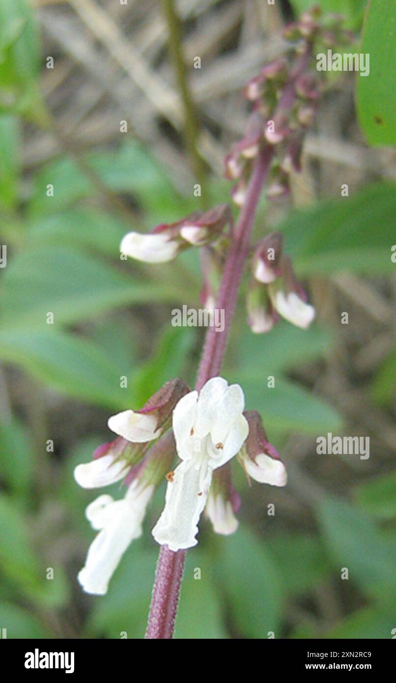 Purple Piccadill (Orthosiphon schimperi) Plantae Stock Photo - Alamy