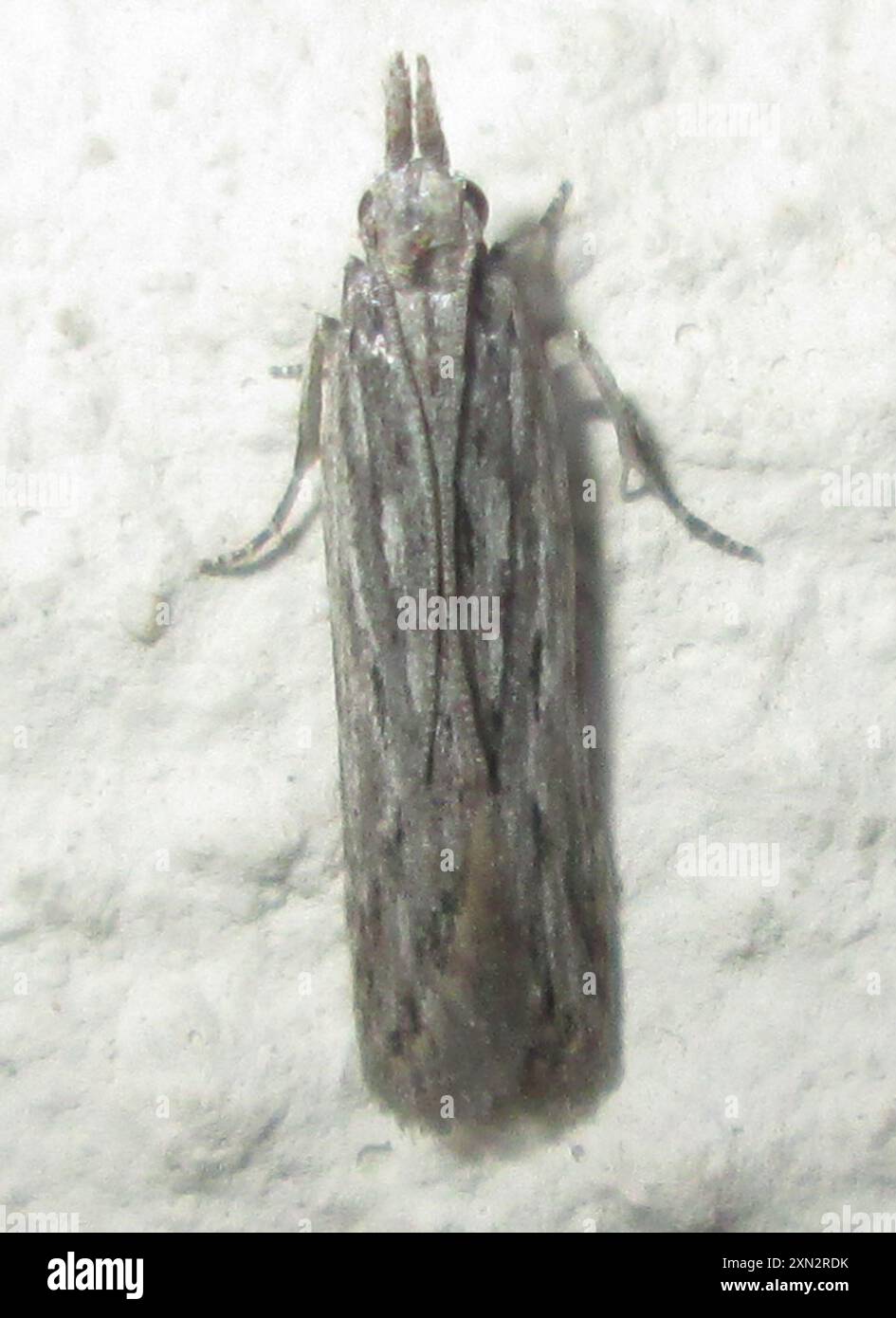 Twirler Moths (Gelechiidae) Insecta Stock Photo - Alamy