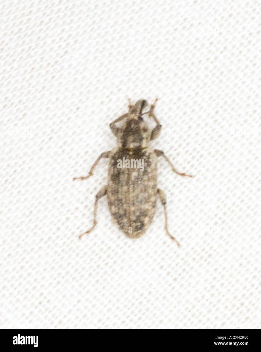 Listronotus hi-res stock photography and images - Alamy