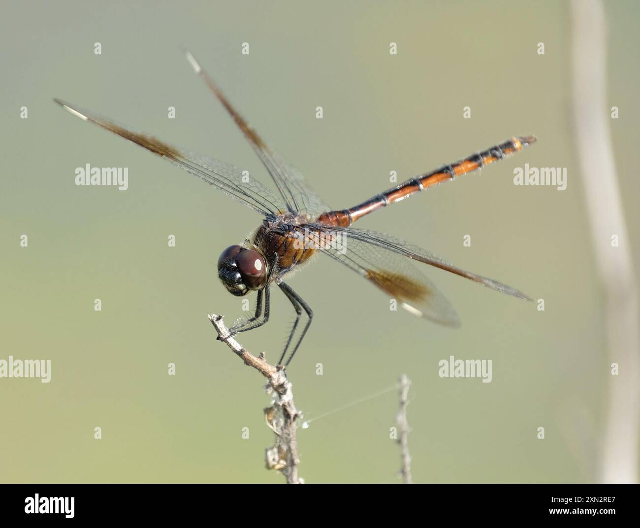 Four-spotted Pennant (Brachymesia gravida) Insecta Stock Photo - Alamy